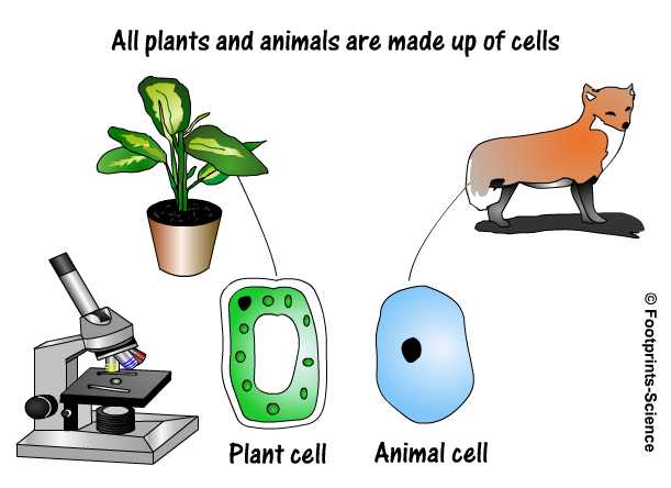 Animal and plant cells (2) quiz questions - Footprints-Science | GCSE ...
