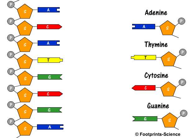 The Ear animation - Footprints-Science | GCSE science animations and ...