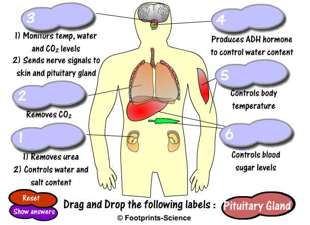 Homeostasis quiz questions - Footprints-Science | GCSE science ...