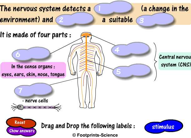 The human nervous system quiz questions - Footprints-Science | GCSE ...