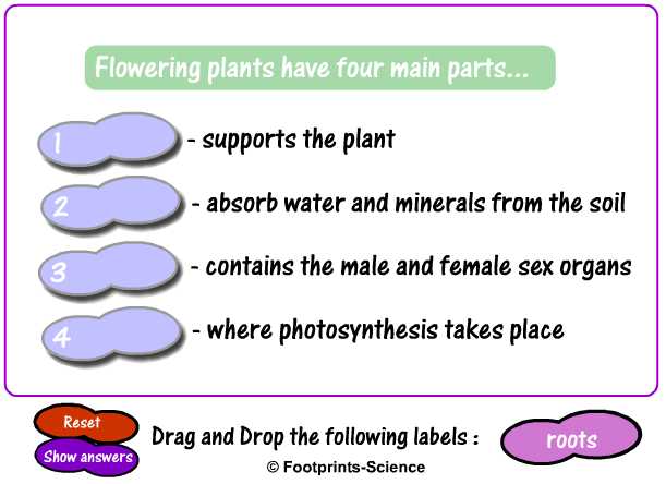 Transpiration quiz questions - Footprints-Science | GCSE science ...