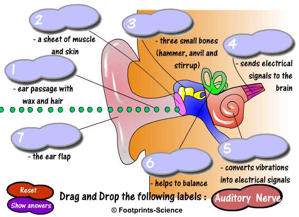 How science works animation - Footprints-Science | GCSE science ...