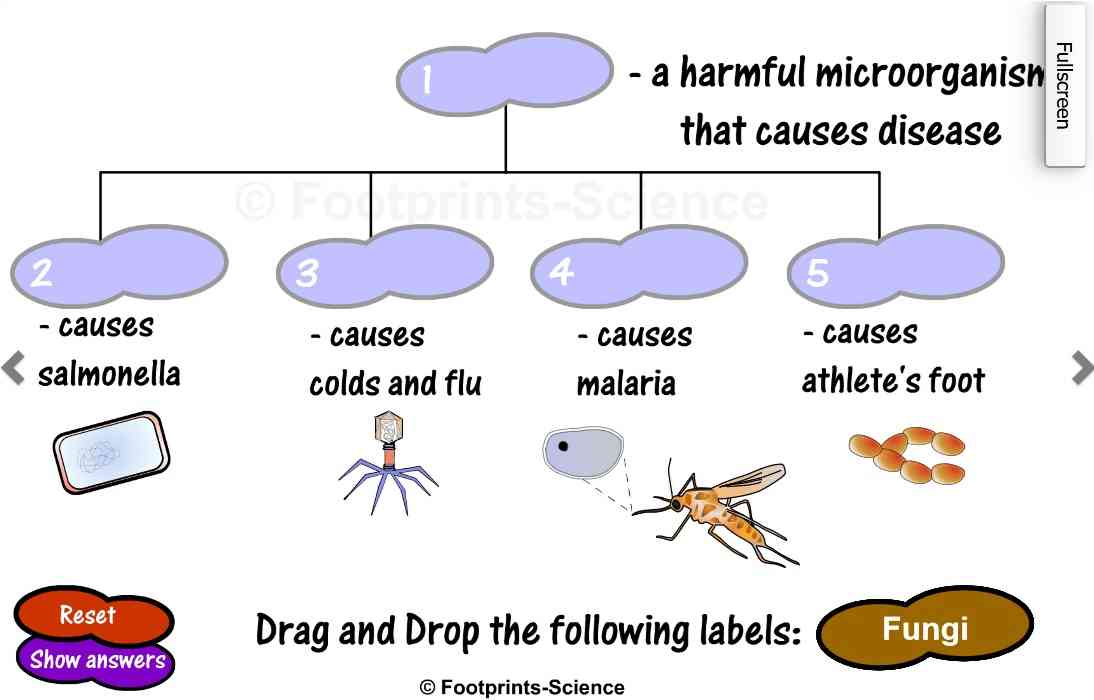 Biology animations and quizzes - Footprints-Science | GCSE science ...