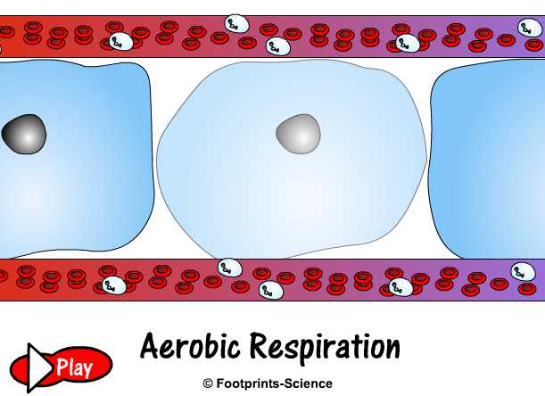 Respiration quiz questions - Footprints-Science | GCSE science ...